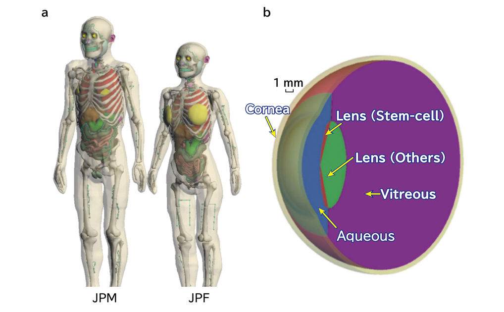 4-3 Development of Japanese Polygon Mesh-Type Human Models for Accurate ...